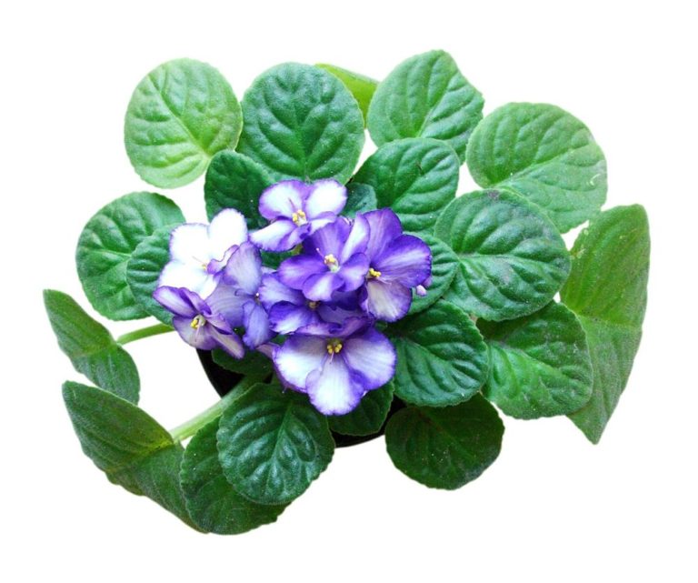 Les trois violettes maristes : humilité, simplicité et modestie ...